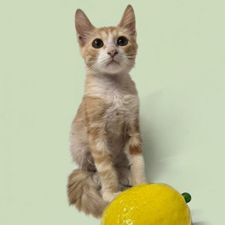 Котёнок в добрые руки