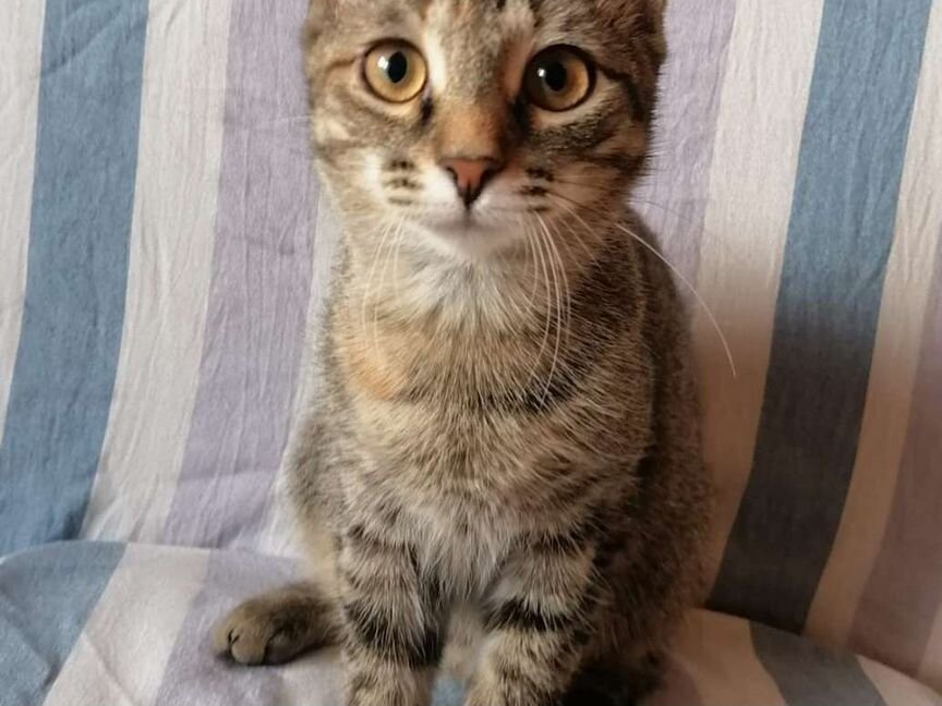 Кошка подросток в домашнем приюте