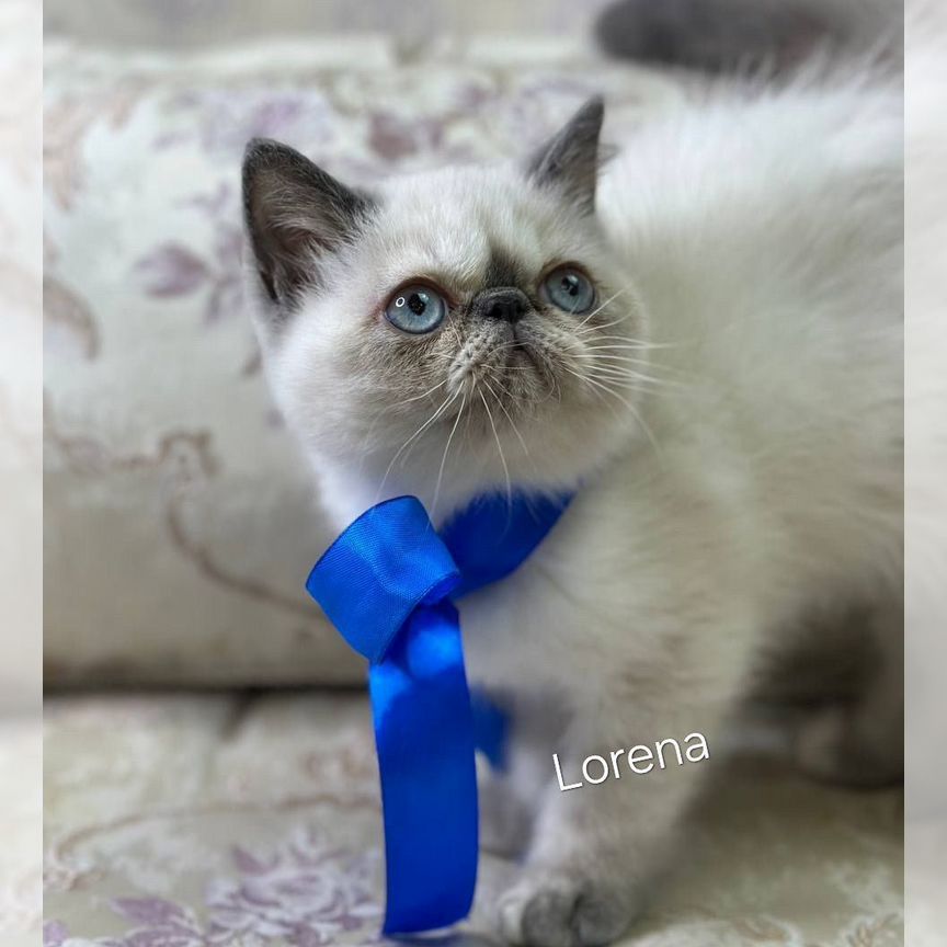 Экзотический короткошёрстный котёнок