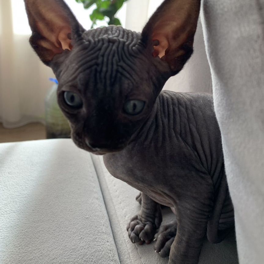 Канадский сфинкс котёнок