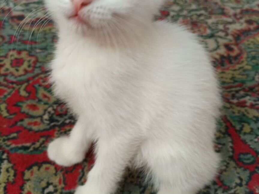 Вислоухая красавица