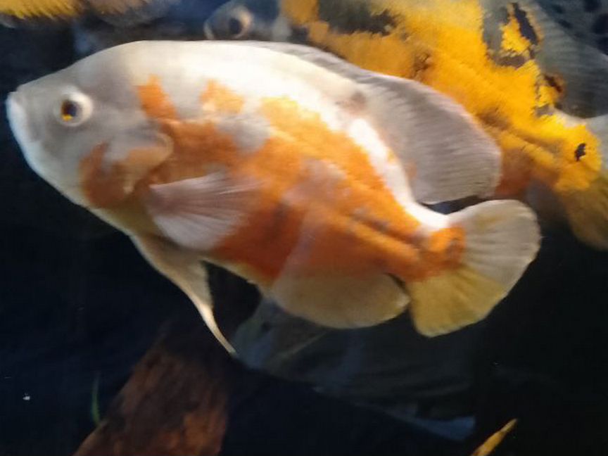 Рыба разная