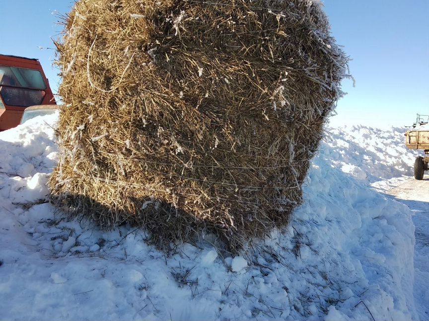 Солома ячменная