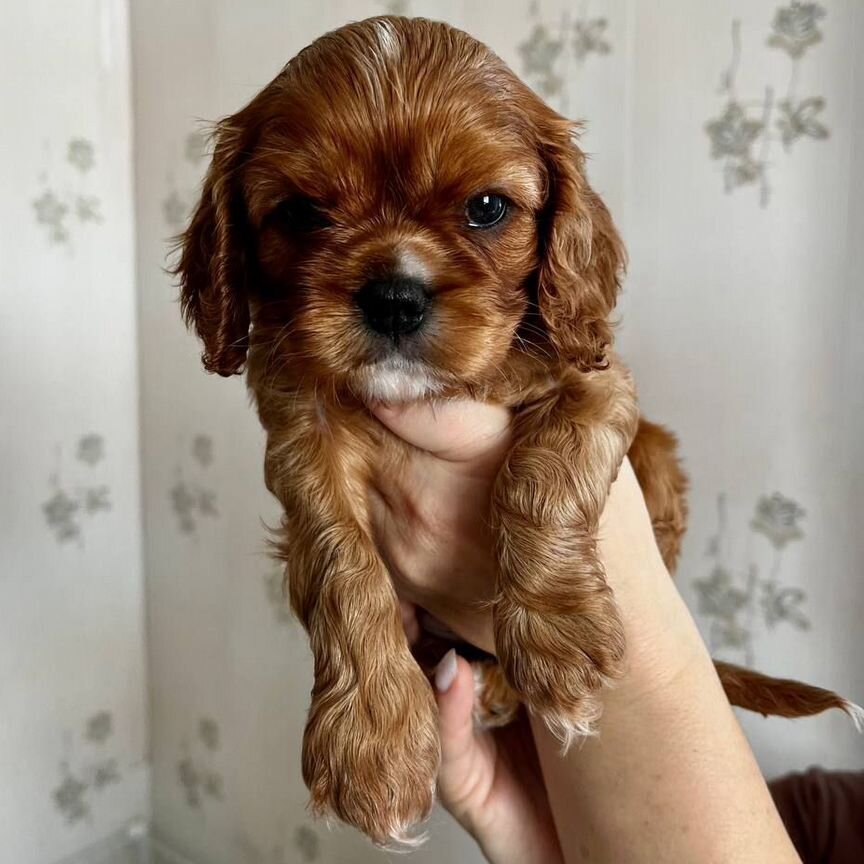 Щенки Кавалер Кинг Чарльз спаниеля