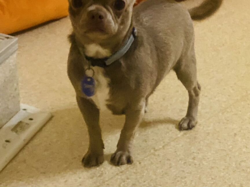 Лиловый кобель на вязку