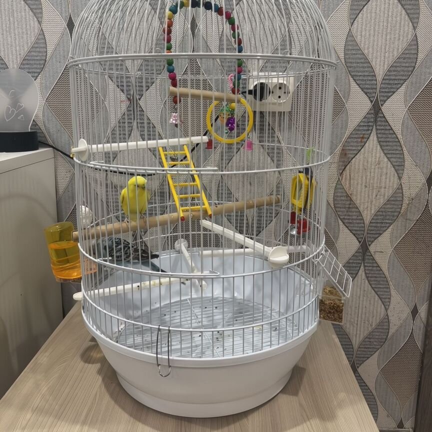 Волнистый попугай