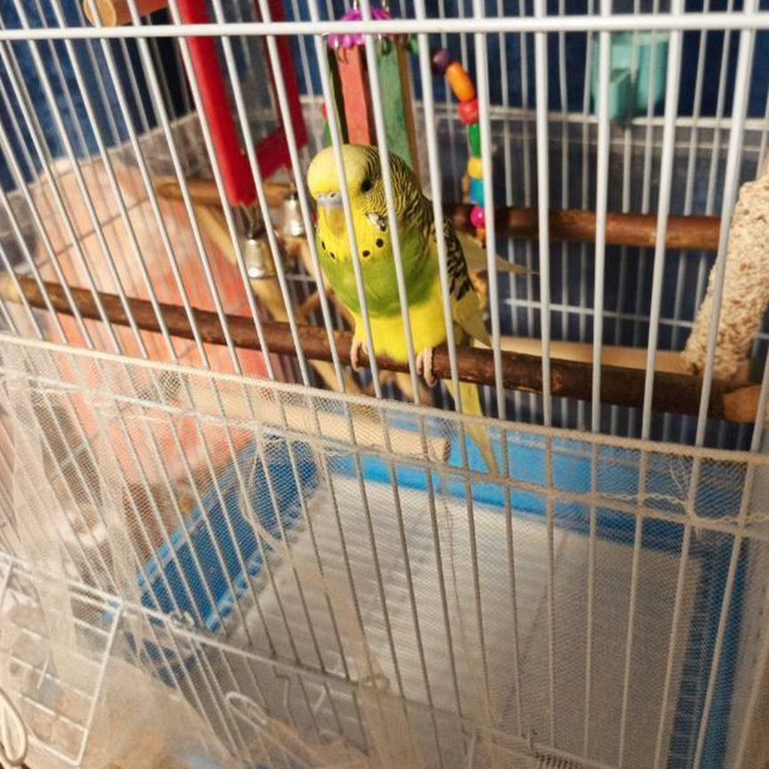 Волнистый попугай с клеткой мальчик