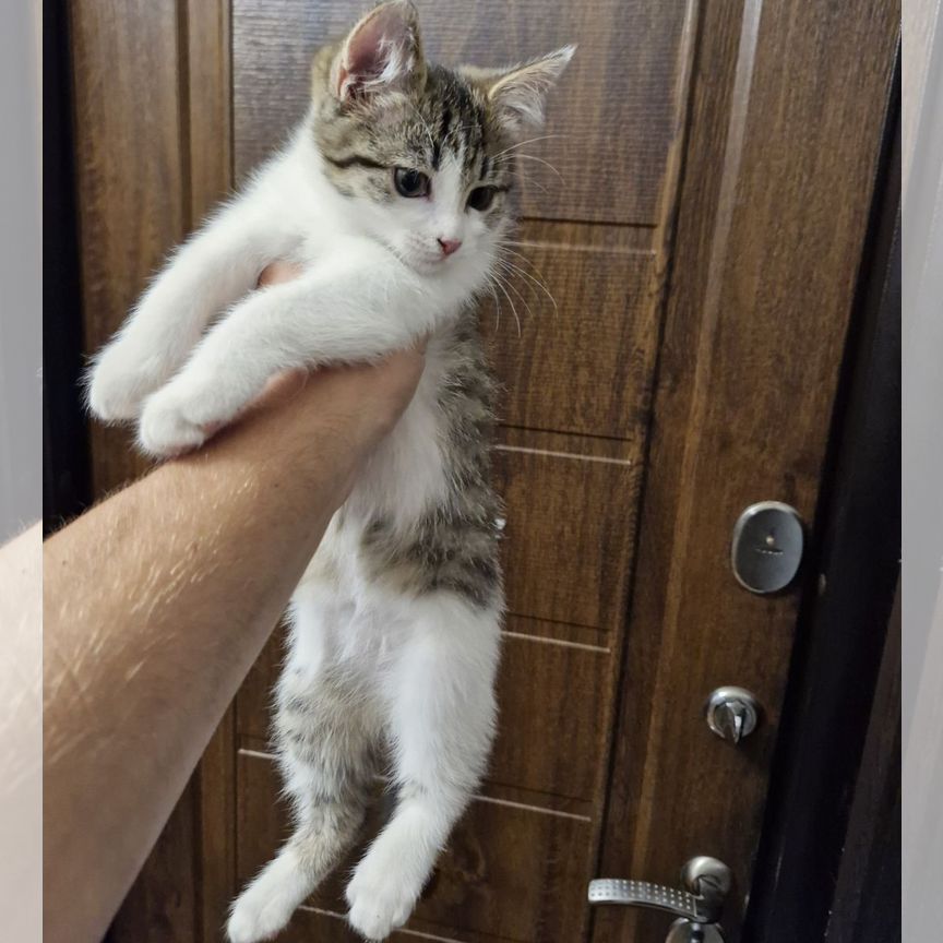 Котята в добрые руки бесплатно