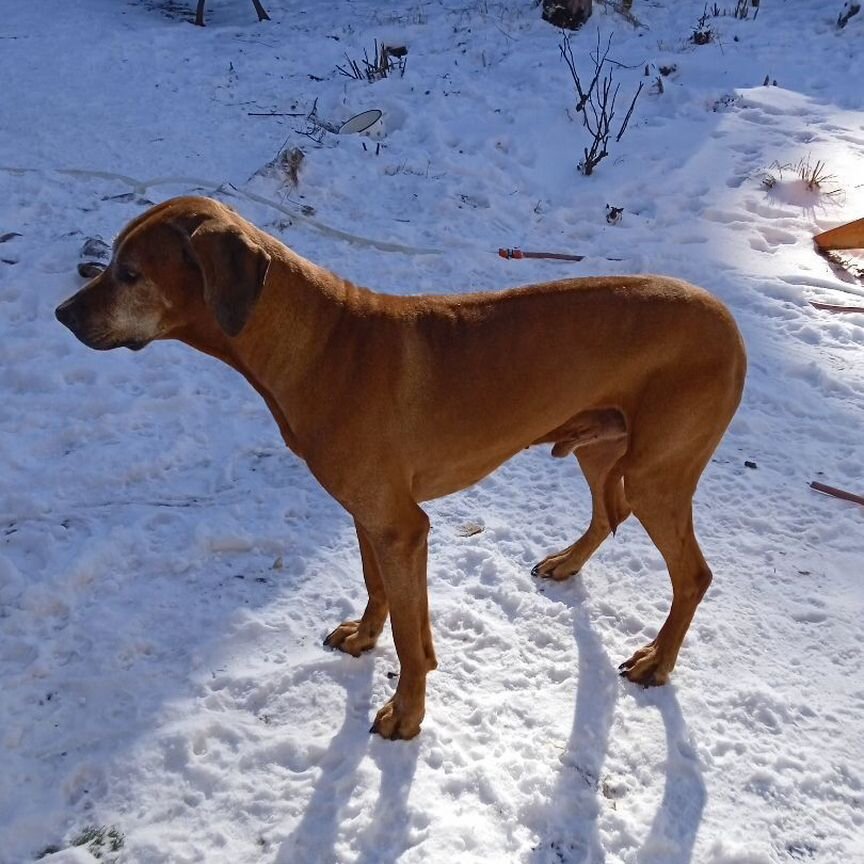 Родезийский риджбек в добрые руки