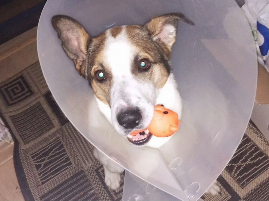 Лева ищет дом