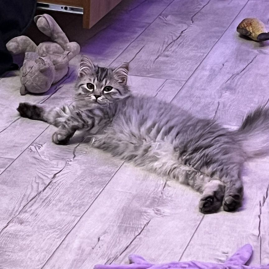 Шотландский котенок