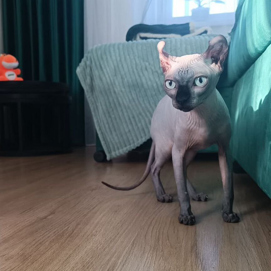 Котята