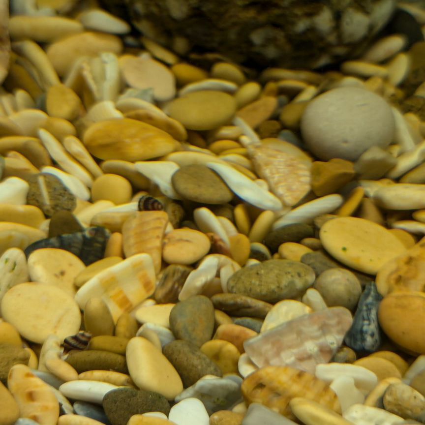 Хищная улитка Хелена