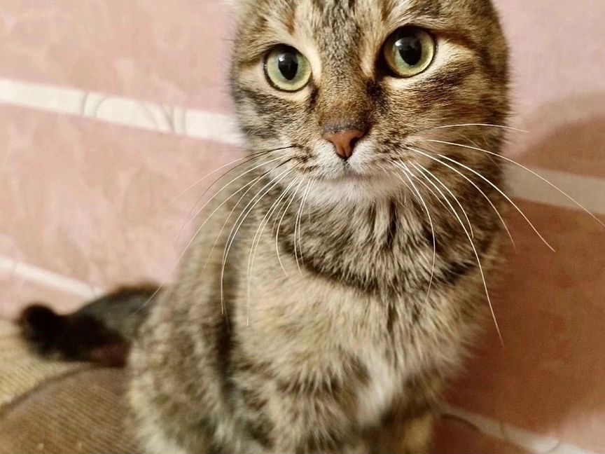 Кошка лапочка и умница
