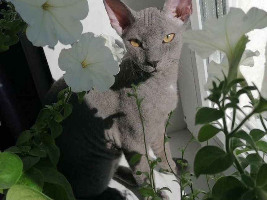 Отдам кошечку сфинкс в добрые руки