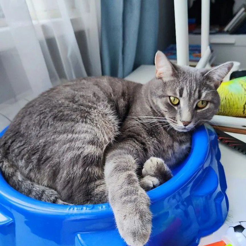 Кошечка Буся ищет семью