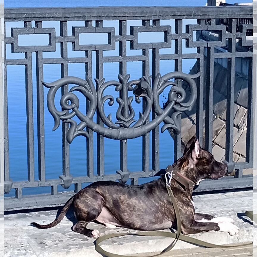 Американский стафф