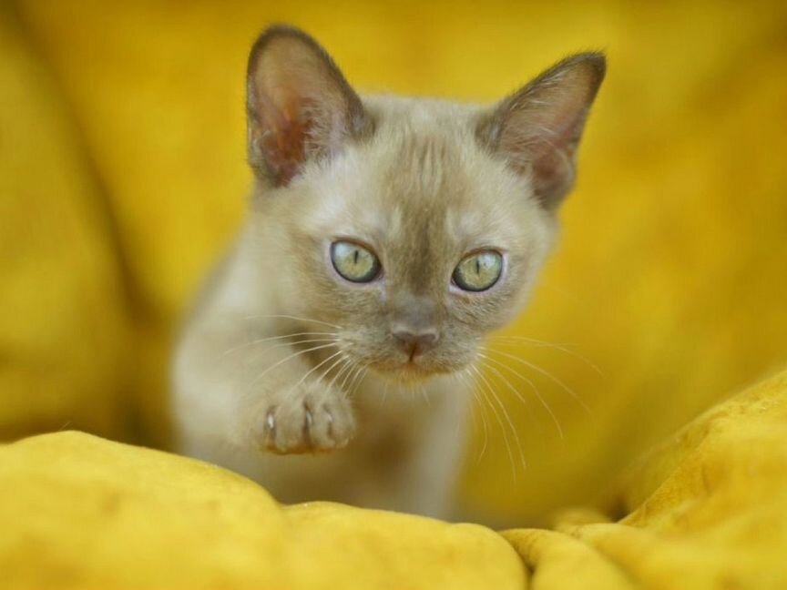 Бурманская малышка