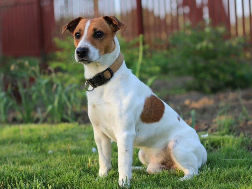 Джек Рассел терьер