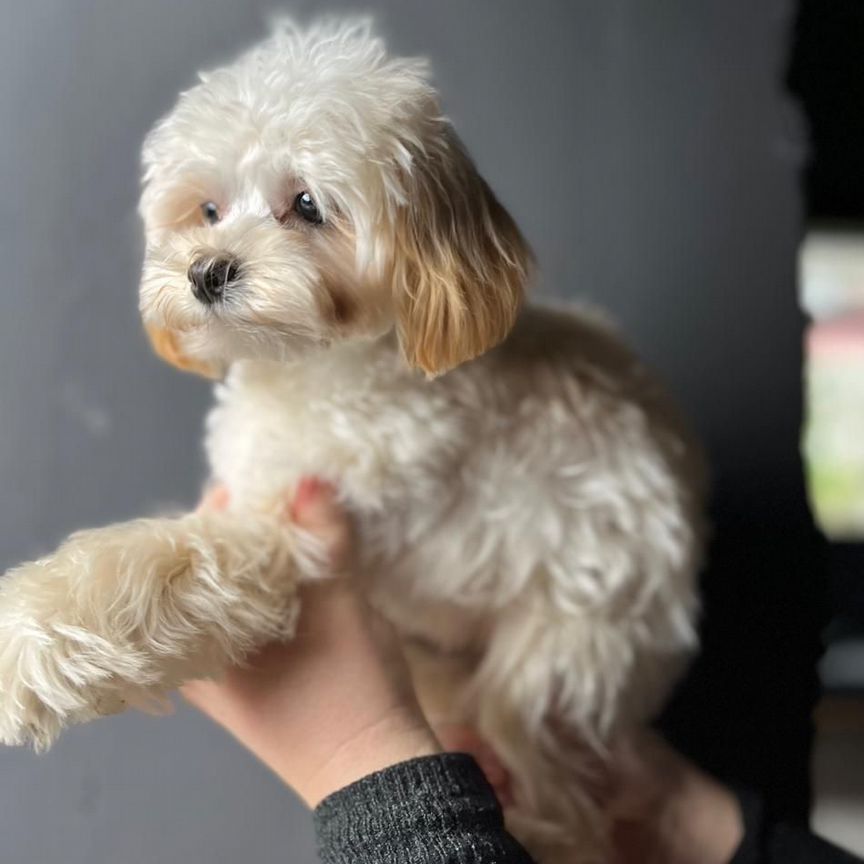 Мальтипу, щенок