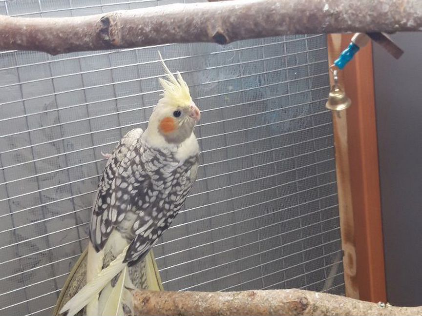 Попугай корелла и певчий