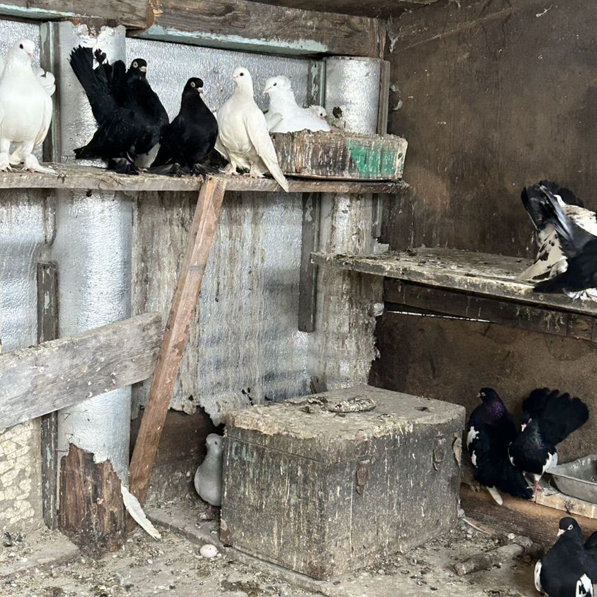 Продажа голубей
