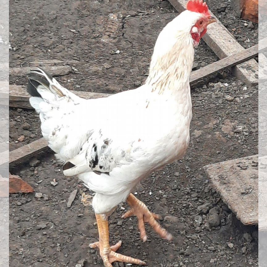 Петушок молодой