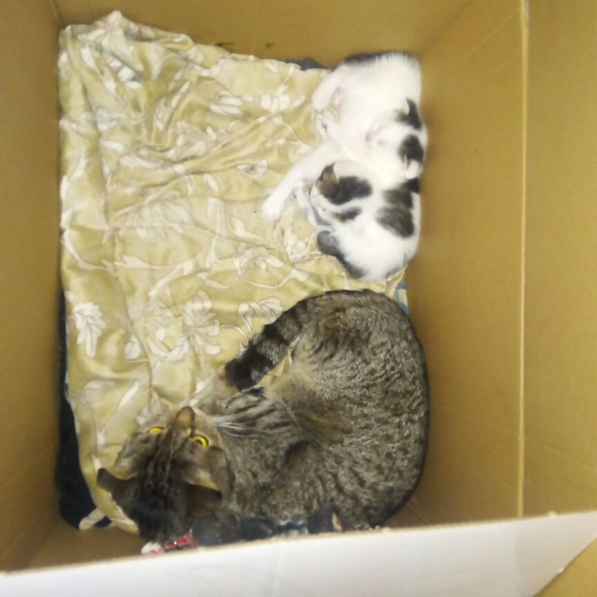 Домашние животные кошка и котята