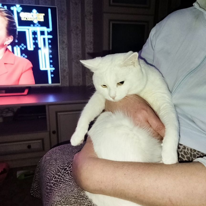 Кот дерется с котом и из-за этого хотят выкинуть
