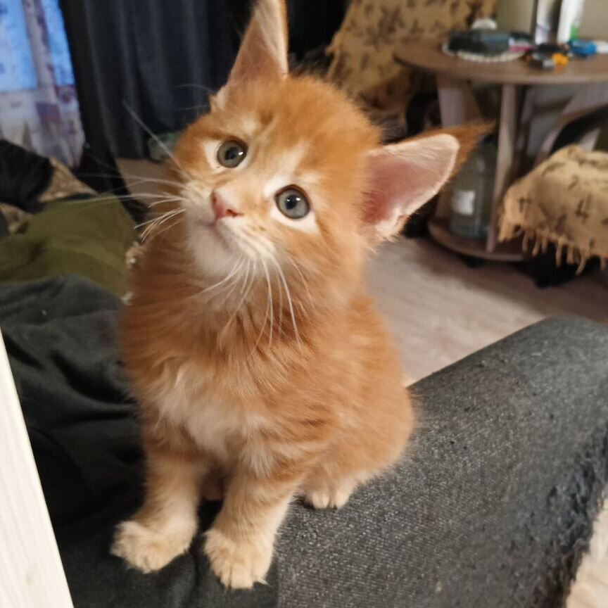 Мейн-кун котёнок