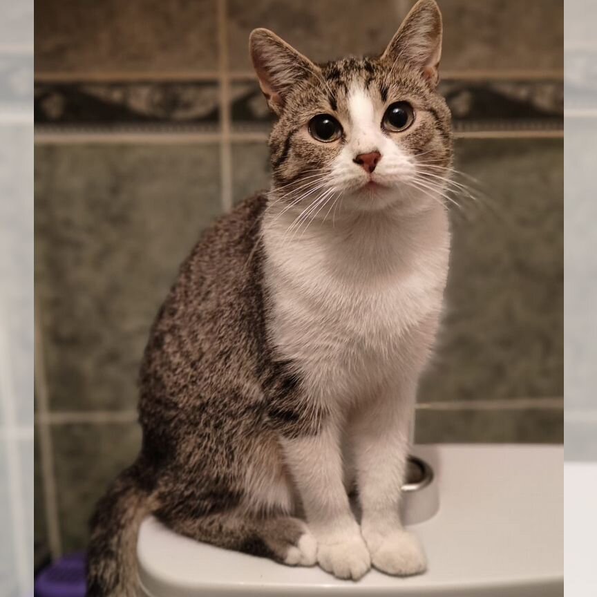 Котик Мейсон ищет родителей