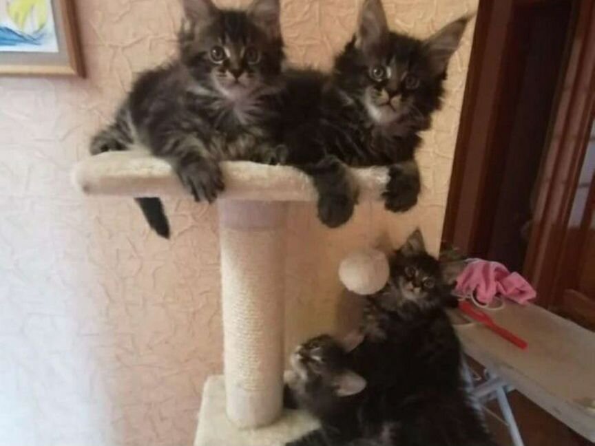 Обоятельные маленькие тигрята (парни и девочки )