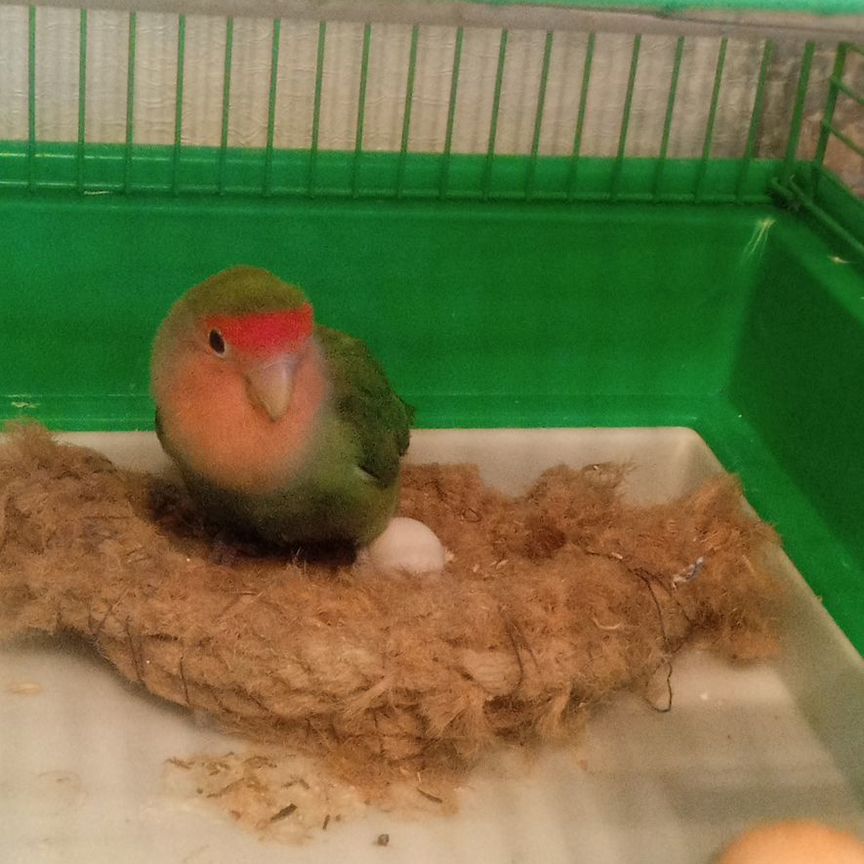 Попугай неразлучник самка