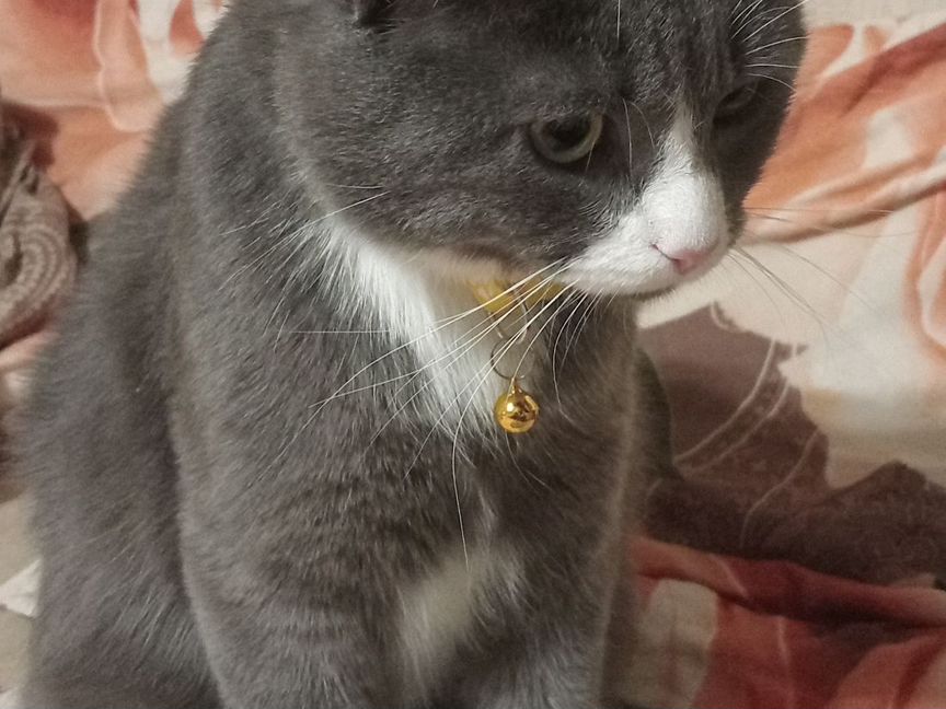 Ошейник для кошек