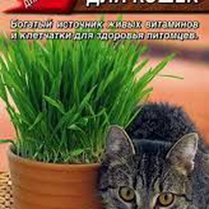 Трава для кошек