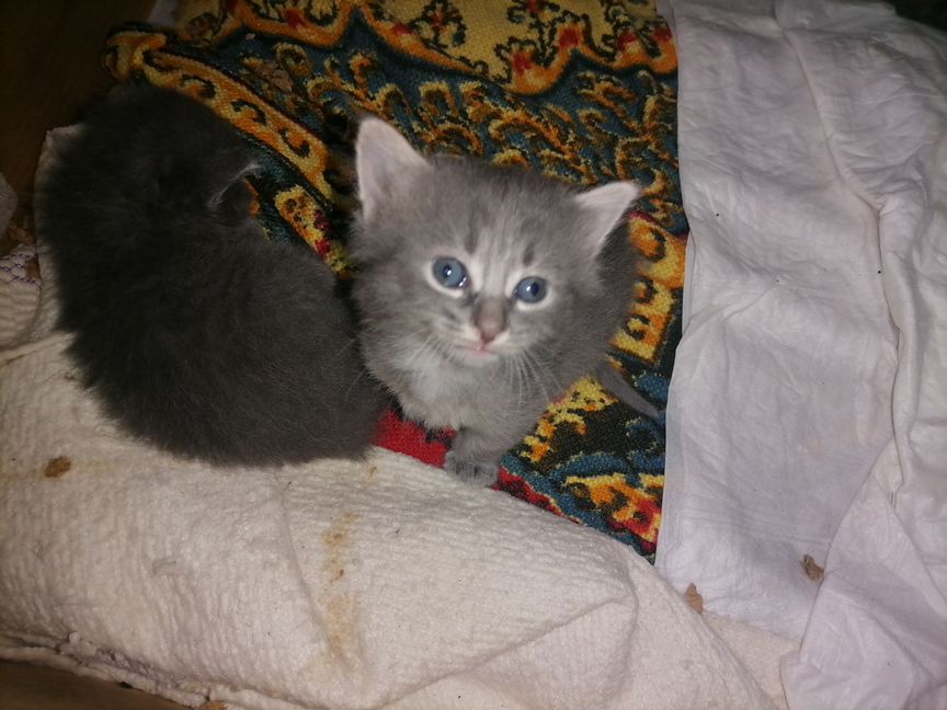 Котята в дар