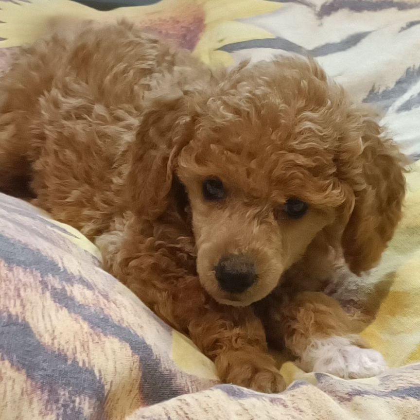 Карликовый пудель, щенок