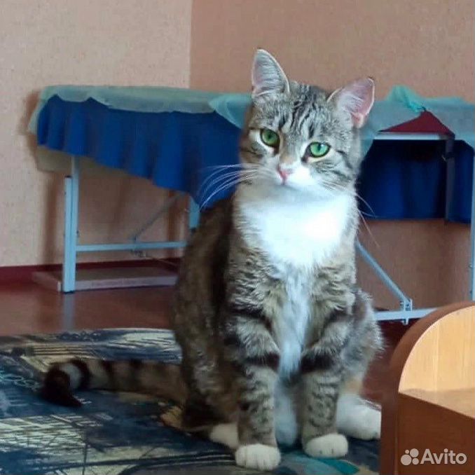 Кошку вернут в приют