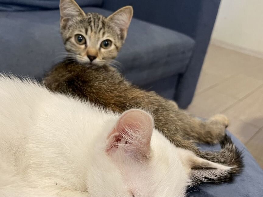 Малышки ищут дом