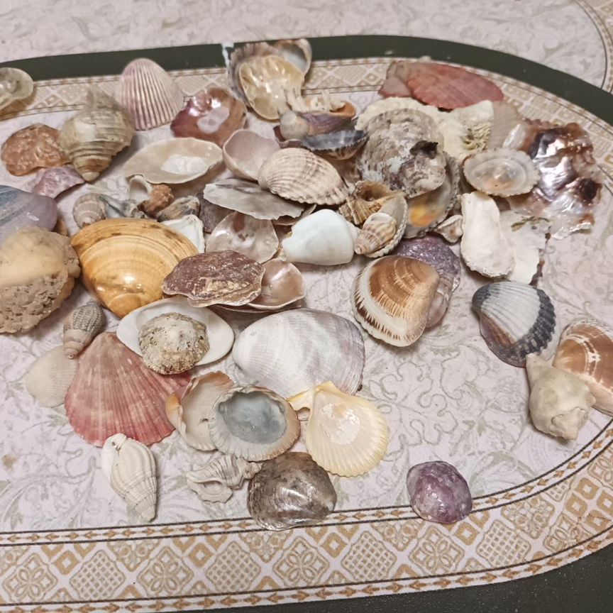 Ракушки для аквариума