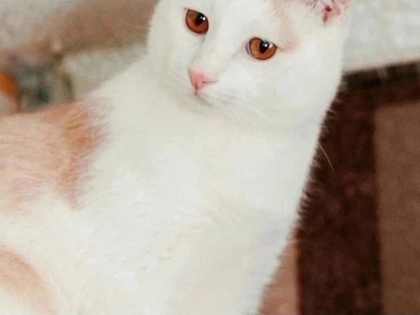 Котик в ответственные руки