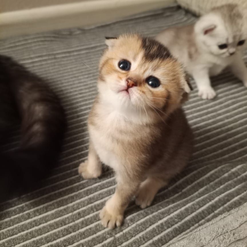 Шотландская вислоухая