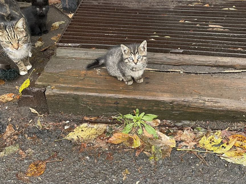 Котята в добрые руки