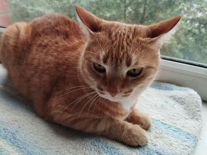 Рыжая подруга в добрые руки