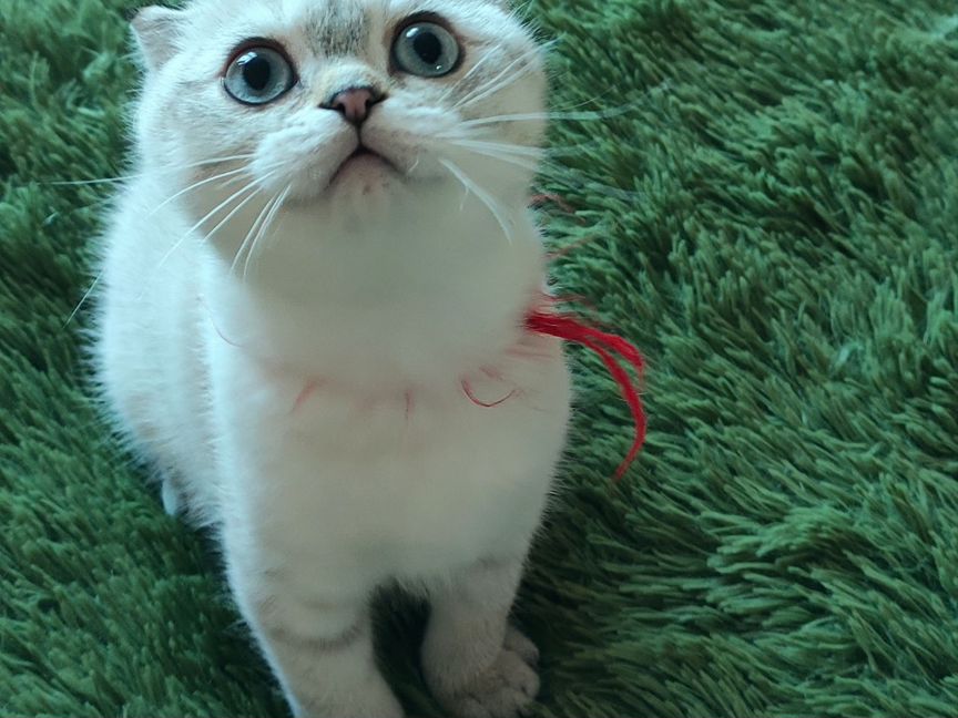 Котята - чудесные ребята