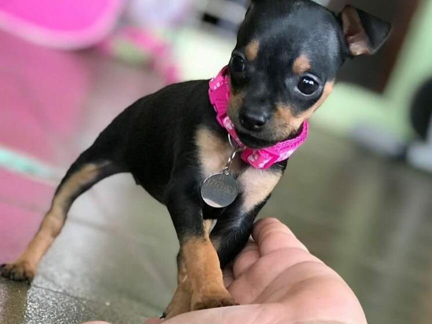 Цвергпинчер