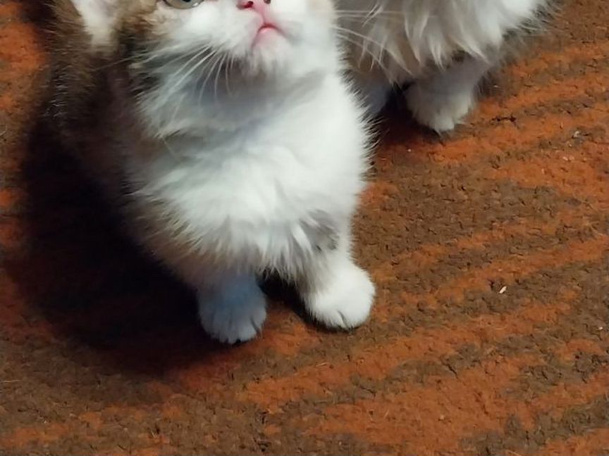 Котёнок от Британской кошки