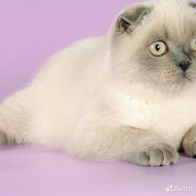 Клубная шотландская кошечка эксклюзивного окраса