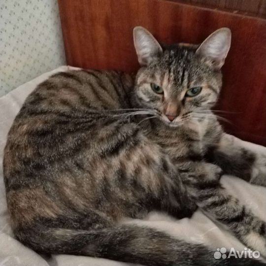 Кошка Анжелика