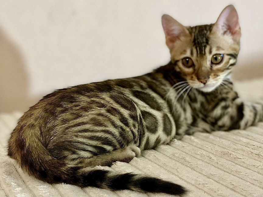Бенгальские котята